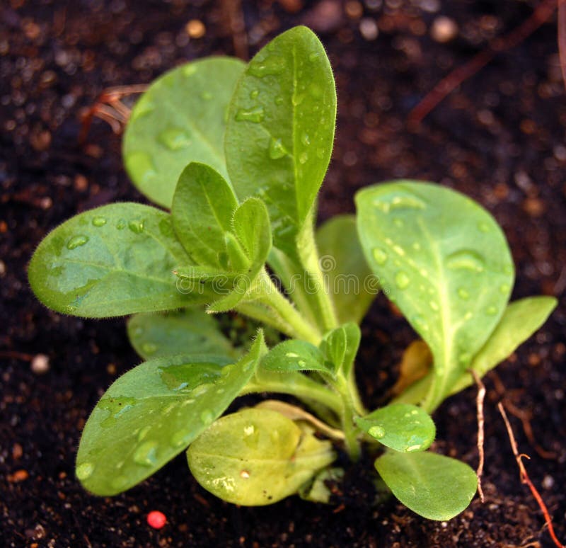 Seedling Free Stock Photos & Pictures, Seedling Royalty-Free and Public ...