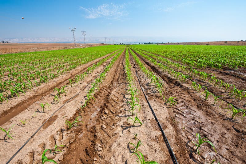 Seedling stock photo. Image of rural, country, holy, plantation - 27680772