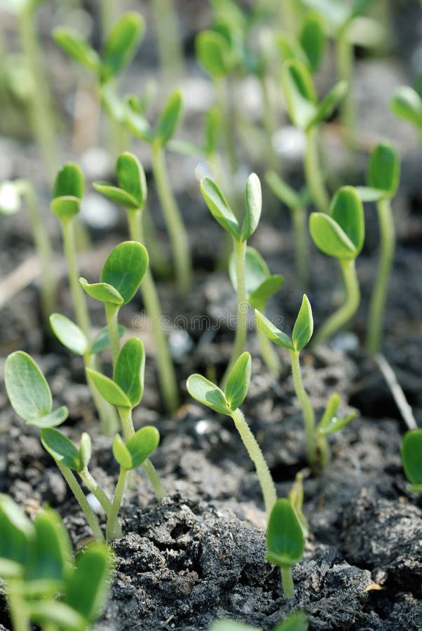Seedling stock photo. Image of seedling, green, plant - 5562226