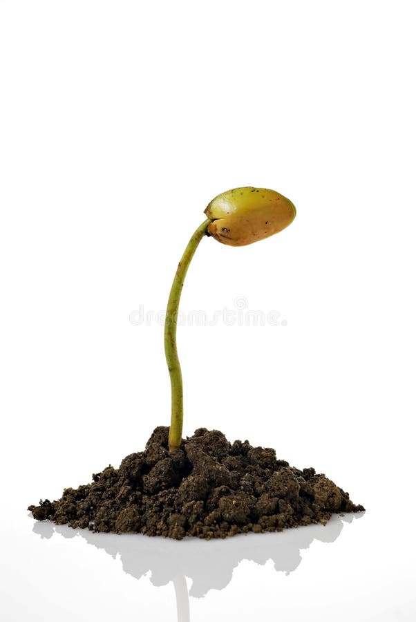 Seedling stock image. Image of seedling, growth, concepts - 5975419