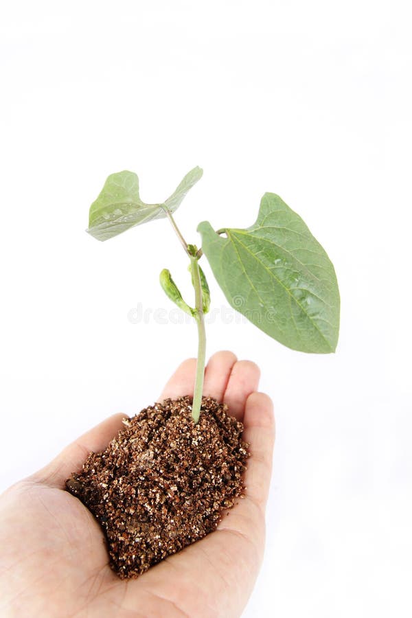 Seedling Free Stock Photos & Pictures, Seedling Royalty-Free and Public ...