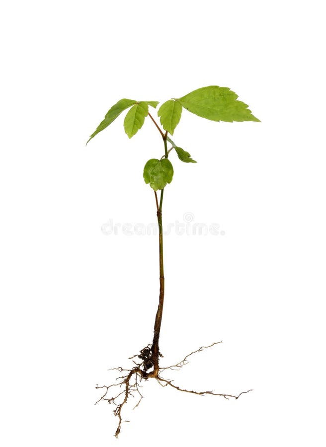 Oak Tree Seedling with Roots Stock Photo - Image of delicate, botanical ...