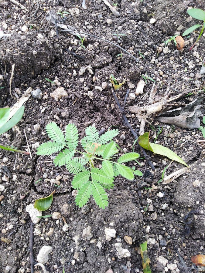 Babul Tree or Vachellia Nilotica Stock Image - Image of thorny, mimosa ...