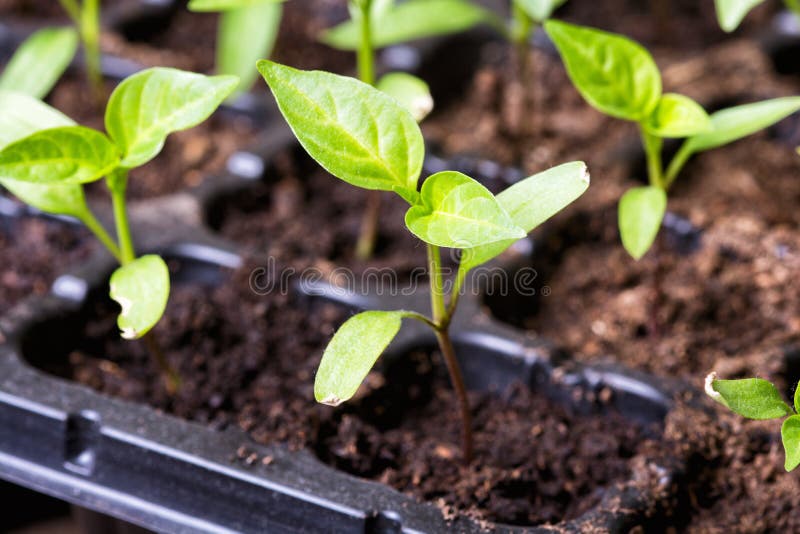Seedlings stock image. Image of summer, outdoors, seedling - 53957913