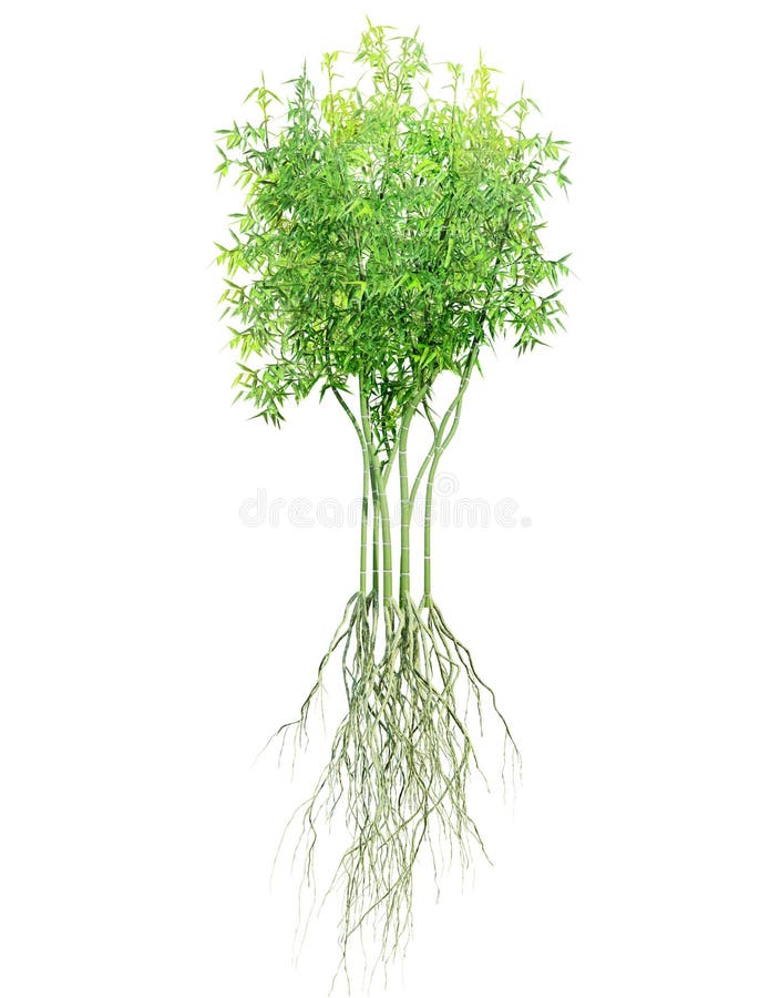 Seedling Bamboo Tree with Roots Isolated on White Background Stock ...