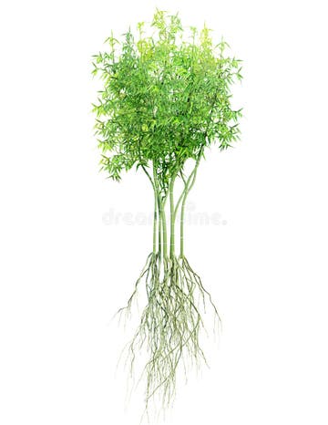 Bamboo Roots Stock Illustrations – 823 Bamboo Roots Stock Illustrations ...