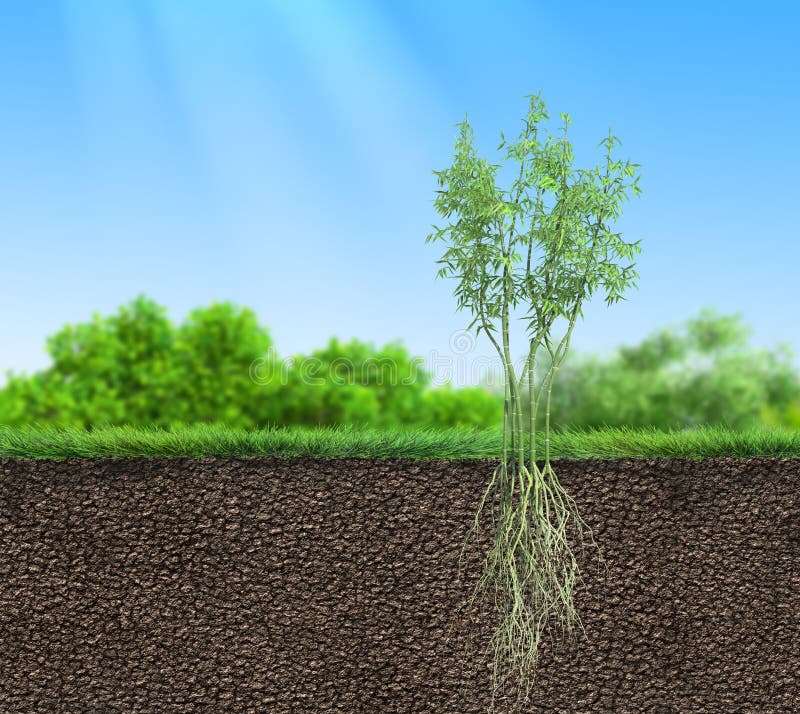 Seedling Bamboo Tree with Roots in Soil Stock Illustration ...