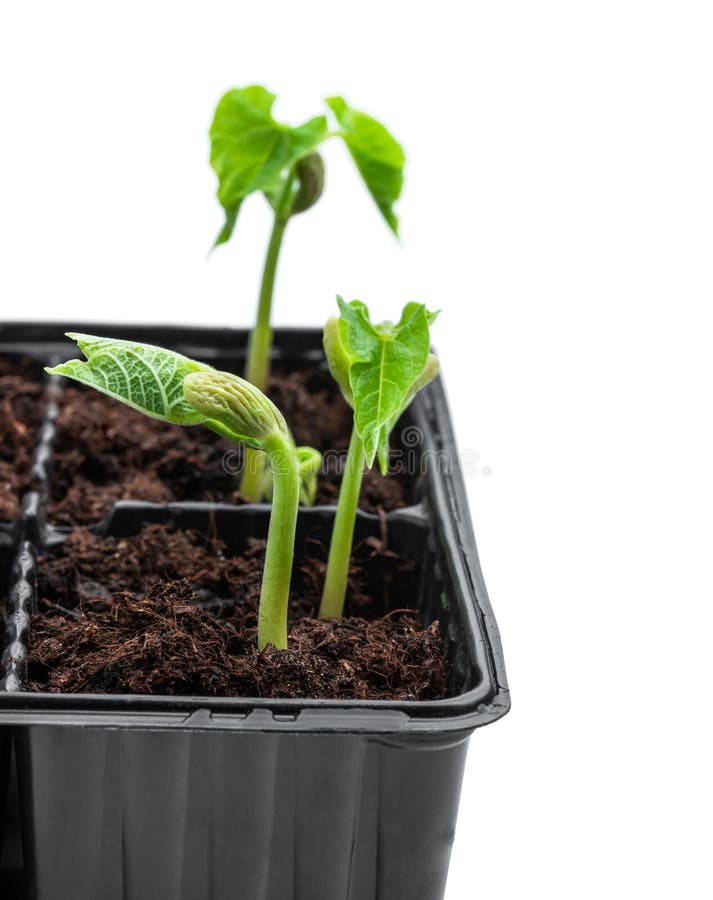 Seedling Bean Sprouts in Black Small Container Isolated on White Stock ...