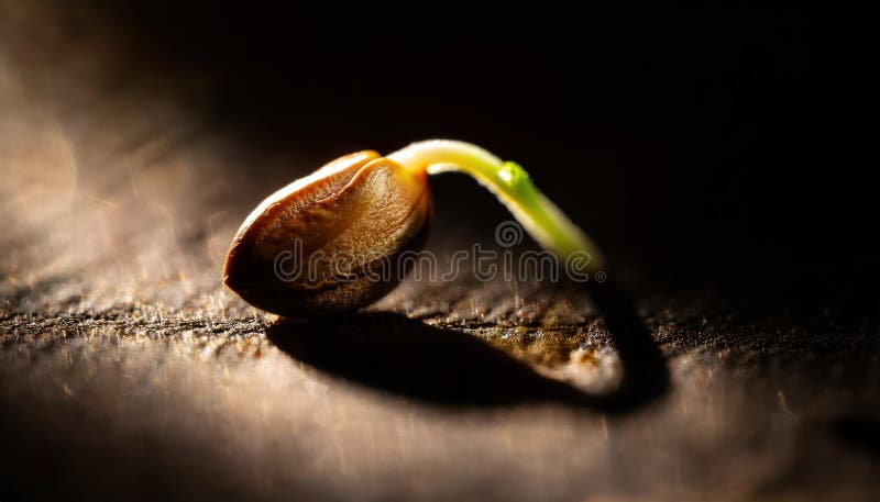 Seedling Begins To Grow in Darkness, Showcasing the Delicate Process of ...