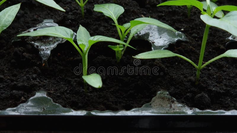 Seedling of Bell Pepper in Plastic Mold Aginst the Soil Stock Video ...