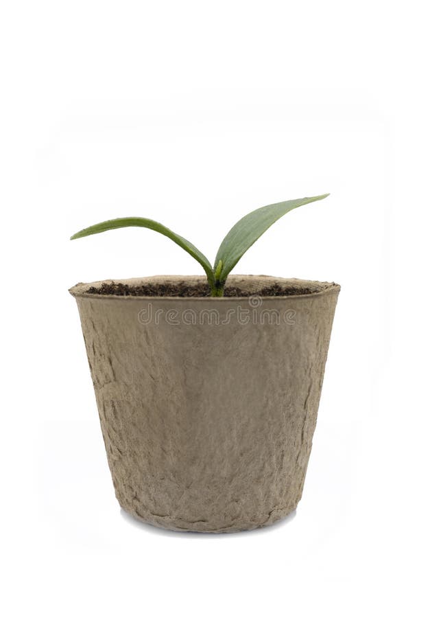 Seedling in a Biodegradable Fiber Pot Stock Photo - Image of fertilizer ...