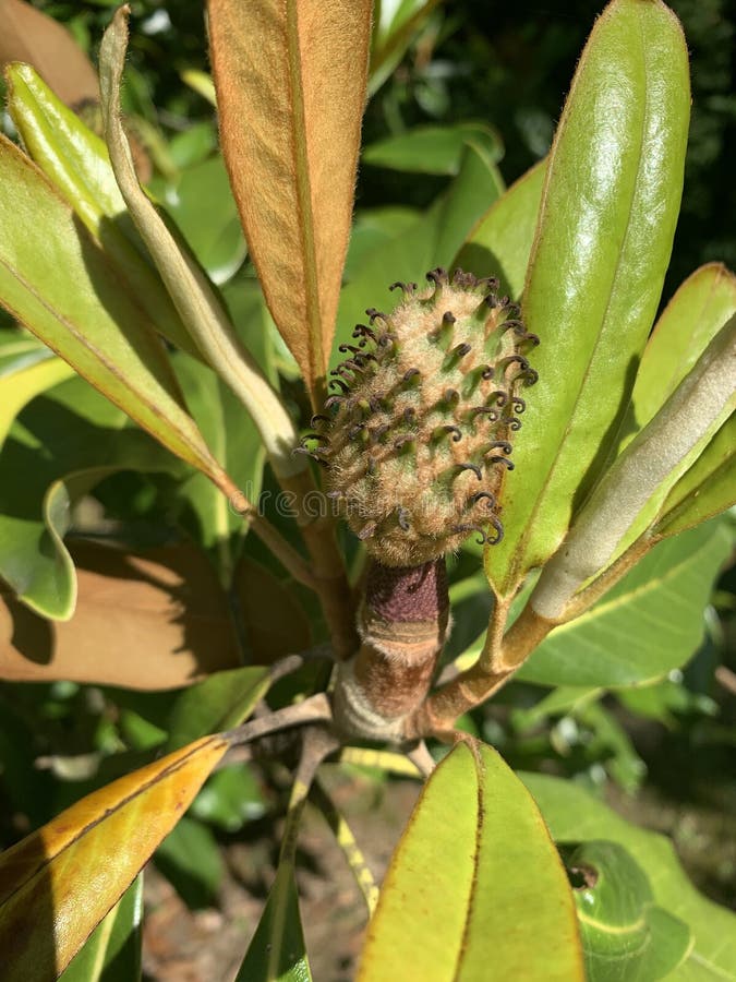 Flowering Seed of a Magnolia Tree Stock Photo - Image of buds, white ...