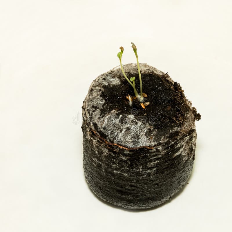Seedling of Carnation Flower on Discs of Compressed Peat Stock Photo ...