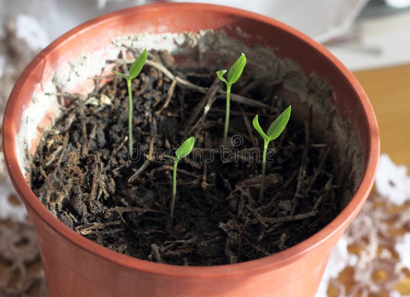 A Seedling of Chili Put To Dry 06 Stock Photo - Image of seeds, health ...
