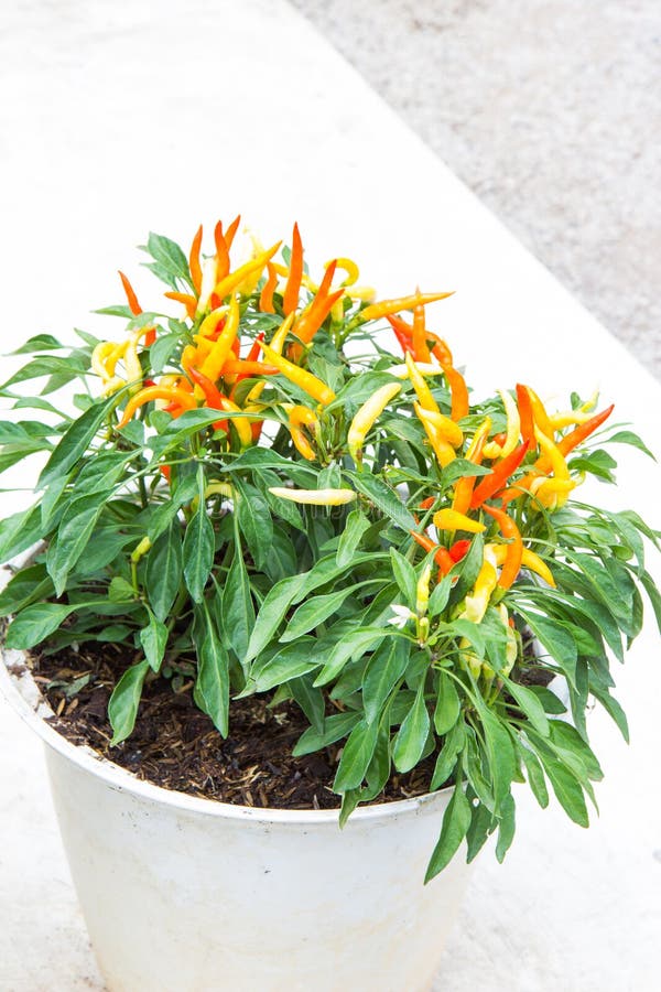 Seedling of colorful chili stock photo. Image of bush - 33251164