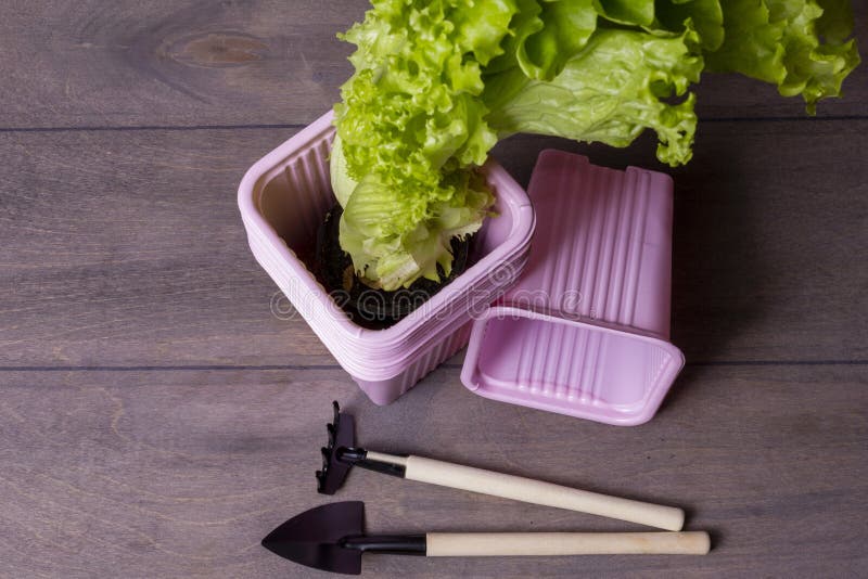 Seedling containers stock photo. Image of gardening - 213399540