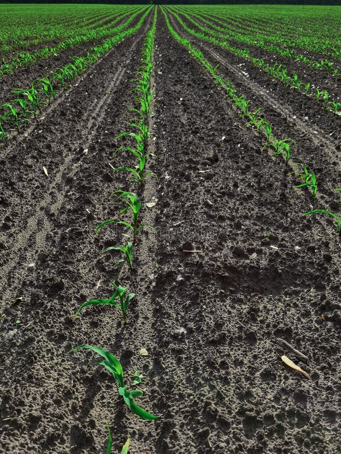 Seedling Corn in the Season when it Rains. Farmers Have Planted. Stock ...