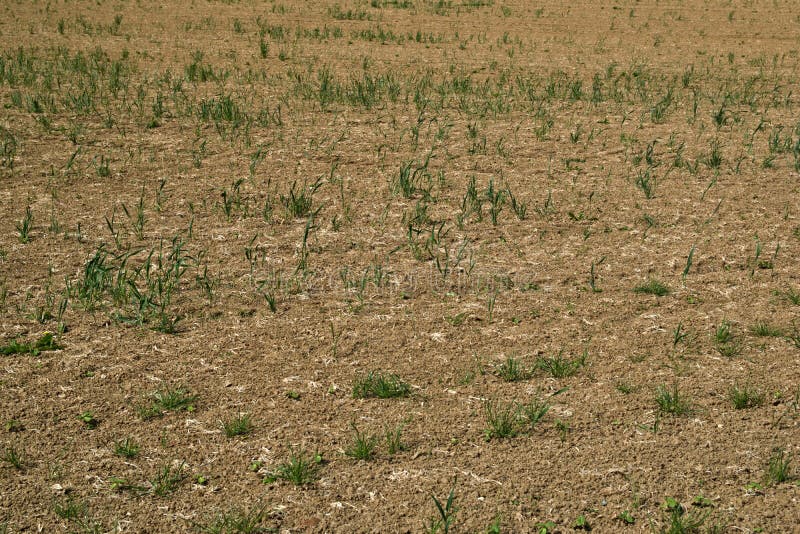 Bad Crops Dry Stock Photos - Free & Royalty-Free Stock Photos from ...