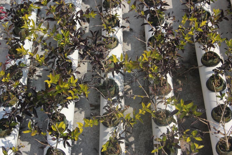 Seedling cultivation stock image. Image of technology - 48188177