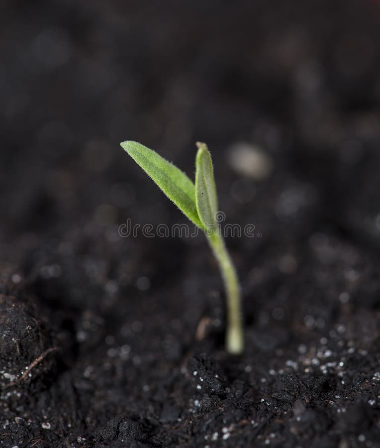 Small Seedling Isolated on White Stock Image - Image of small, little ...