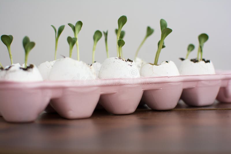 Seedling in egg shell stock photo. Image of beginnings - 54453764