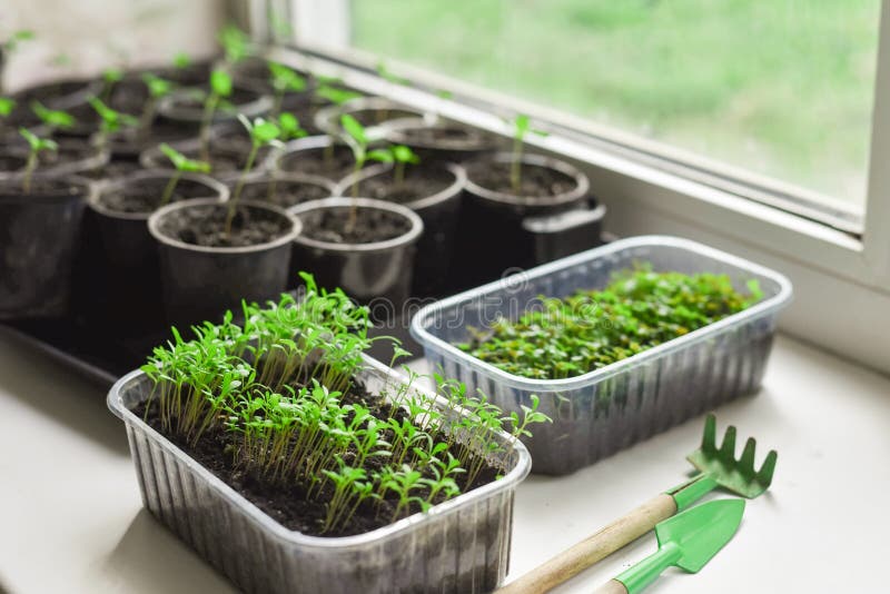 Seedling of Flowers. Growing Seedlings Stock Image - Image of seedlings ...