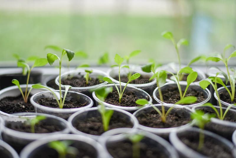 Seedling of Flowers. Growing Seedlings Stock Image - Image of soil ...