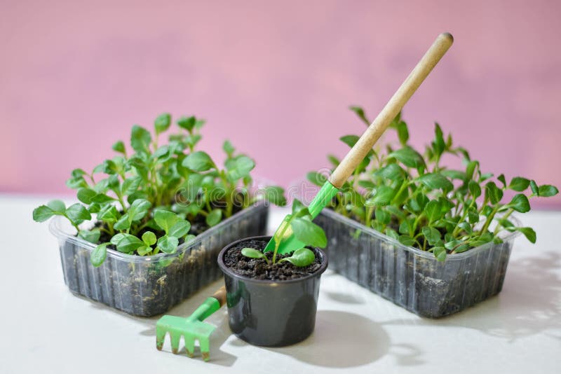 Seedling of Flowers. Growing Seedlings Stock Image - Image of bulbs ...