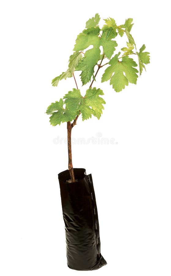 Grape Seedlings with Multiple Sheets Green Stock Photo - Image of ...