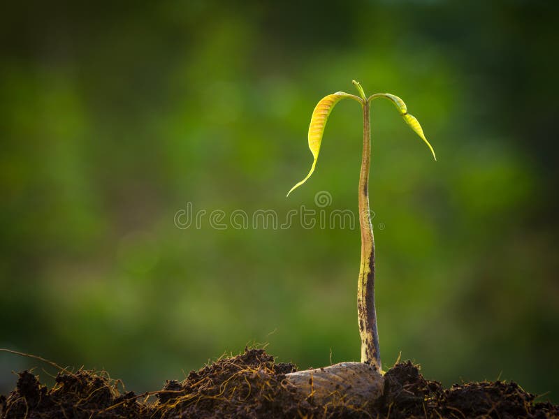 Seedling and growing stock photo. Image of plant, land - 46037466