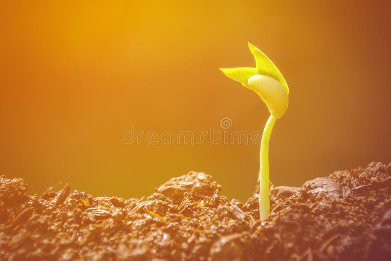 Seedling and growing stock photo. Image of sapling, group - 92624240