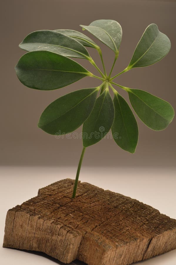 Seedling Growing from Decaying Stump Stock Image - Image of stump ...