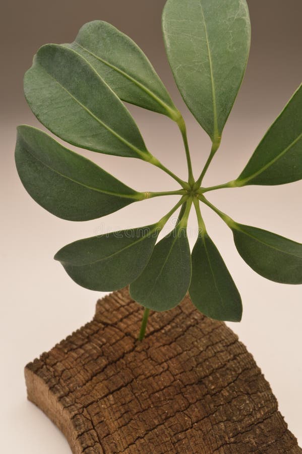 Seedling Growing from Decaying Stump Stock Image - Image of seedling ...