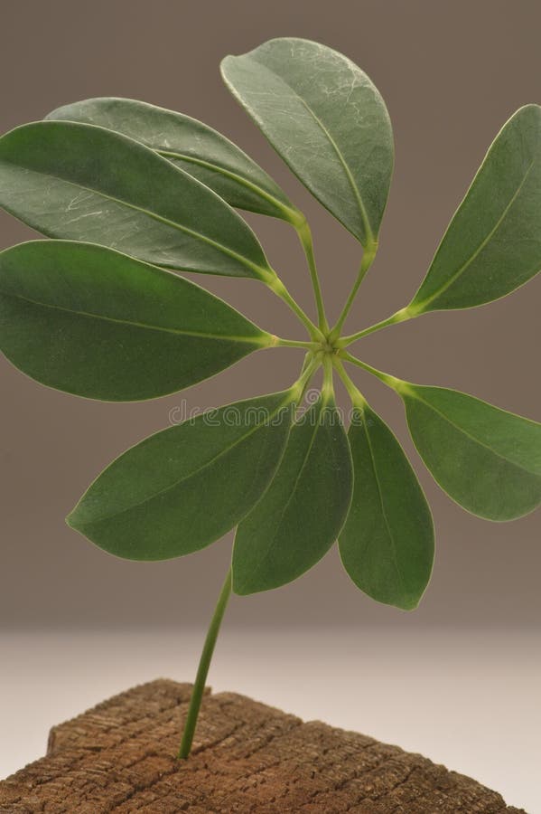 Seedling Growing from Decaying Stump Stock Image - Image of leaf, stump ...