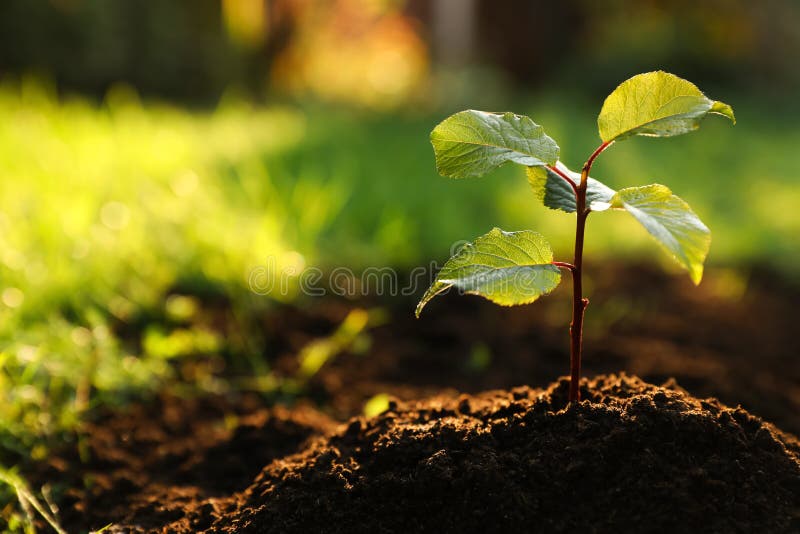 Seedling Growing in Fresh Soil Outdoors, Closeup. Planting Tree. Space ...