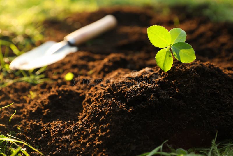 Seedling Growing in Fresh Soil Outdoors. Planting Tree Stock Image ...