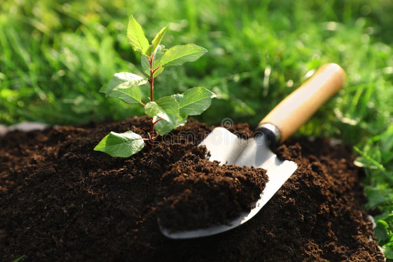 Seedling Growing in Fresh Soil and Trowel Outdoors, Closeup. Planting ...
