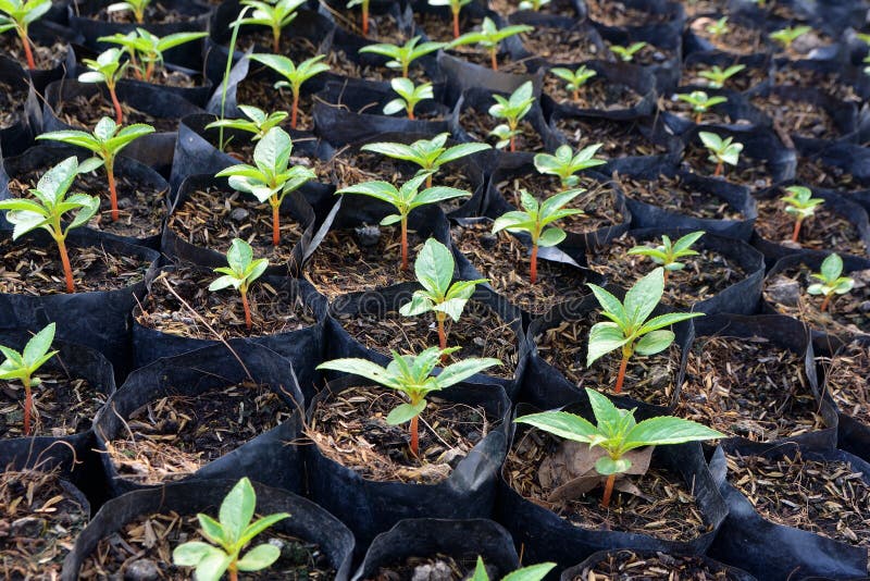 Seedling growing stock photo. Image of horticulture, season - 51500120