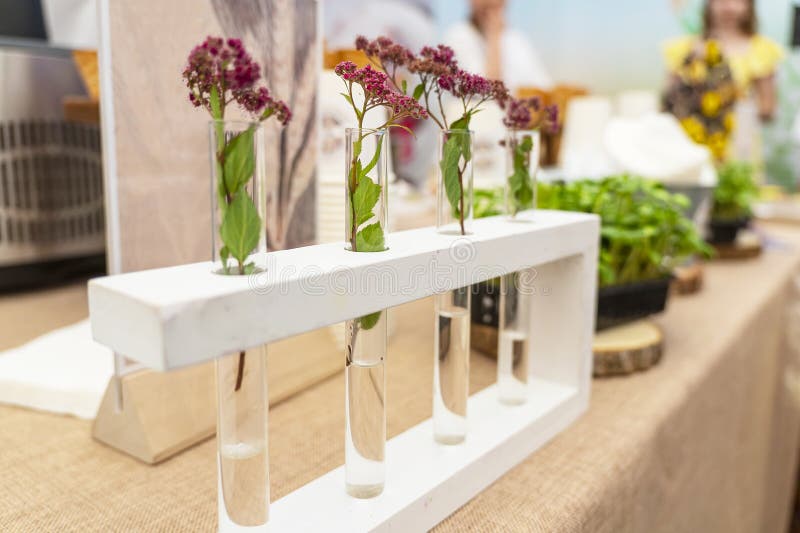 Seedling Growing in Laboratory Undergoing Experiment. Biotechnology ...