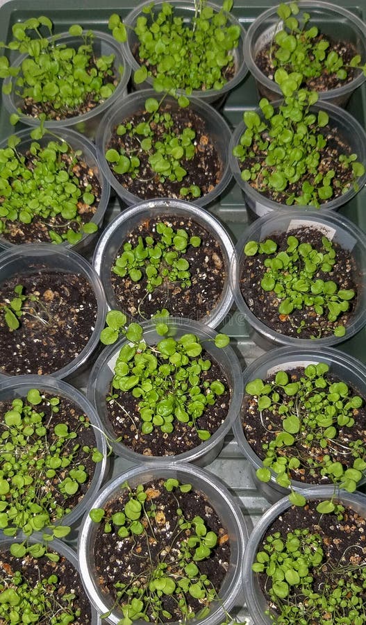 Growing Viola Sprouts in Plastic Pots Stock Photo - Image of ...
