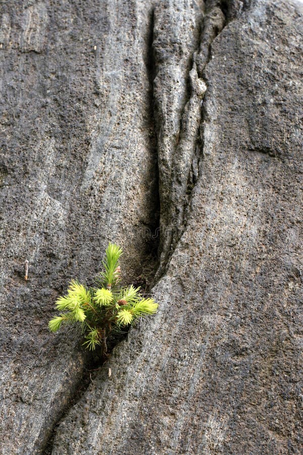 Seedling growing on a rock stock image. Image of crack - 9737897