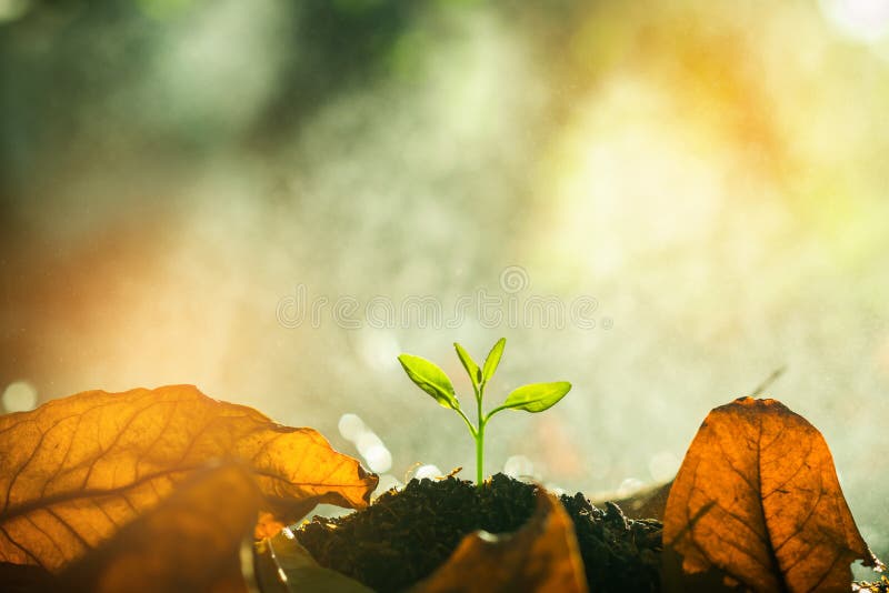 The Seedling are Growing in the Soil with the Backdrop of the Sun or ...