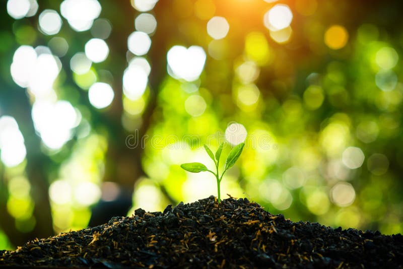 The Seedling are Growing in the Soil with the Backdrop of the Sun or ...