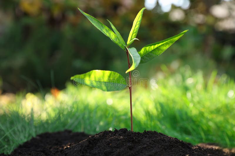 Seedling Growing in Soil Outdoors, Closeup. Planting Tree Stock Photo ...