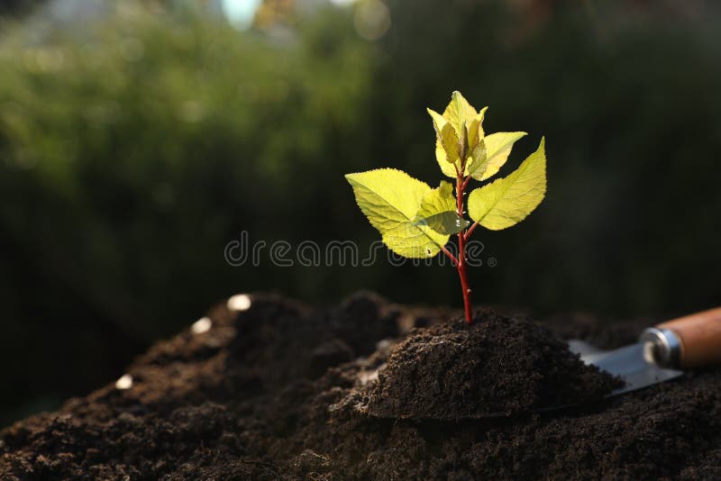 Seedling Growing in Soil Outdoors. Planting Tree Stock Photo - Image of ...
