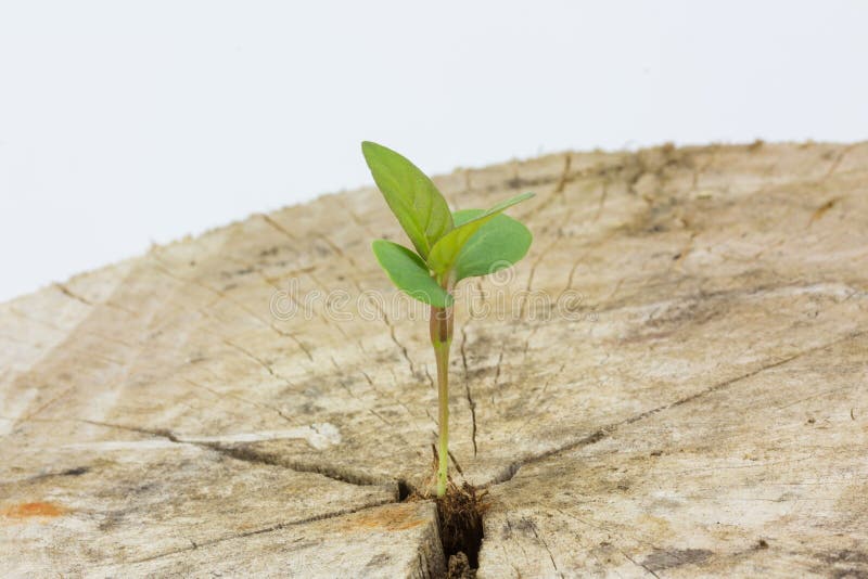 Seedling Growing in a Timber Stock Photo - Image of cracked, cutting ...