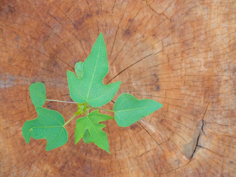 Seedling Growing in a Timber Stock Image - Image of decomposition ...