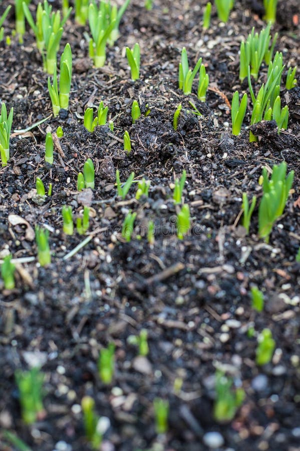 Seedling growing stock image. Image of plant, gardening - 50598929