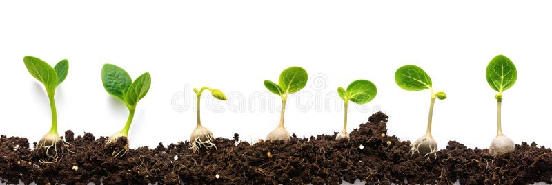 Seedling Grows in Soil on White Background. Multiple Stages of ...