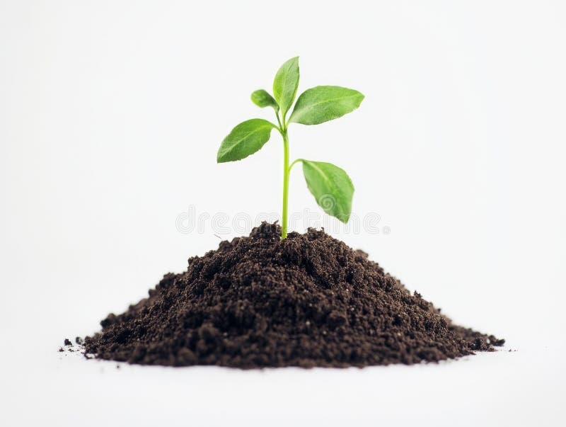 Seedling Growth stock photo. Image of botany, generated - 366007530
